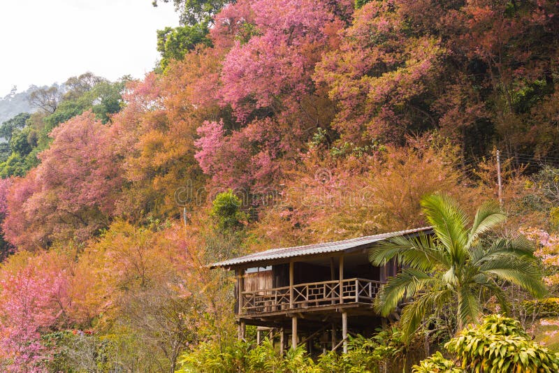 Sakura Blossom Wooden House Stock Photo - Image of outdoor, garden ...