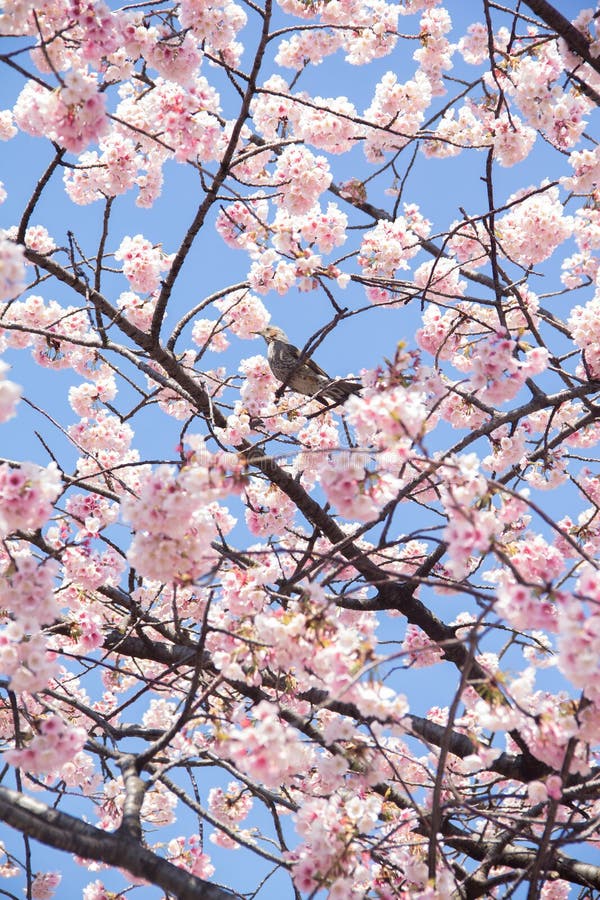 Sakura blossoms. stock photo. Image of scene, prunus - 54495002