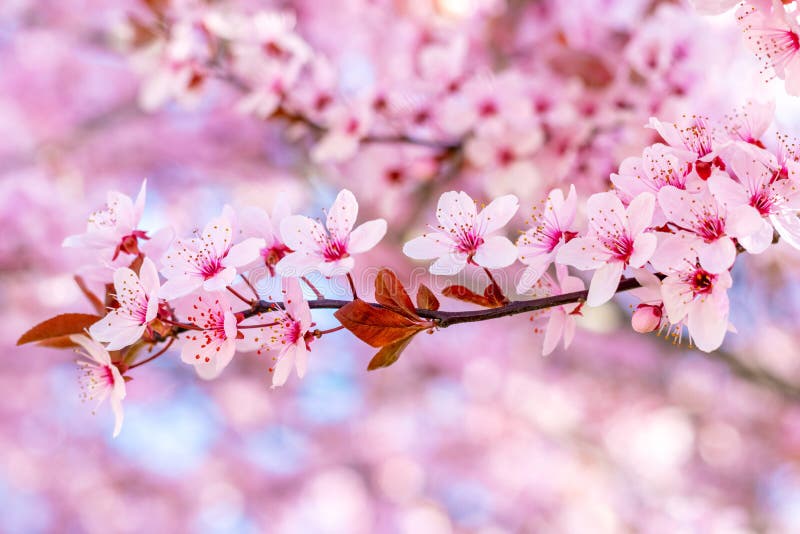 Sakura Blossoms. Pink Sakura Flowers on a Tree in Pink Tones Stock ...