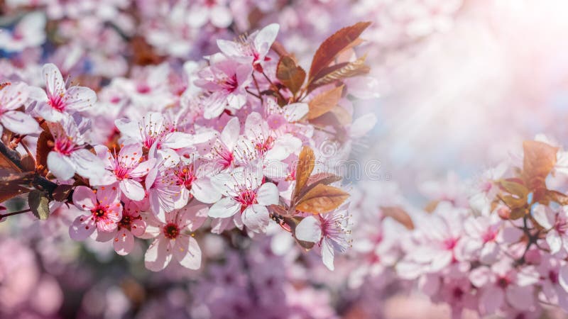 Sakura Blossoms. Pink Sakura Flowers on a Tree in Pink Tones Stock ...
