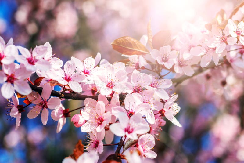 Sakura Blossoms. Pink Sakura Flowers on a Tree in Pink Tones Stock ...