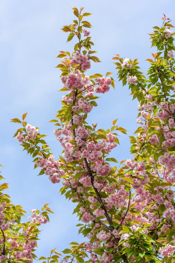 Sakura blossoms stock image. Image of leaves, sakura - 70837295