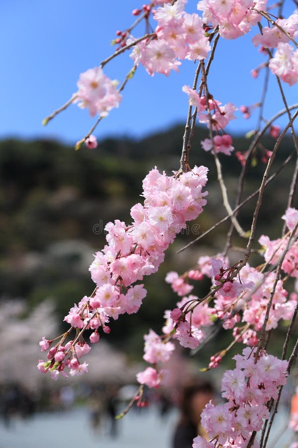 Sakura with blue sky stock image. Image of contrast, seasonal - 52649529
