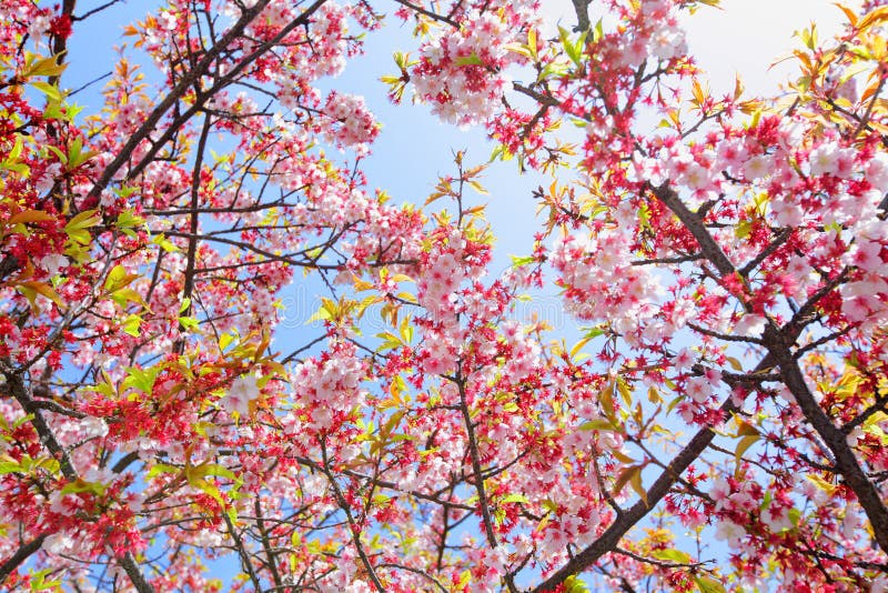 Sakura with blue sky stock photo. Image of beautiful - 38455214
