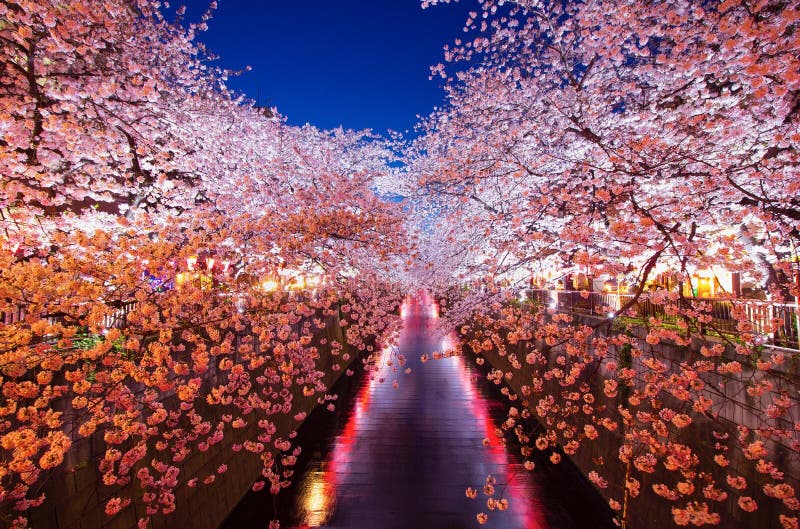 Sakura boom stock image. Image of meguro, full, blossom - 114042161