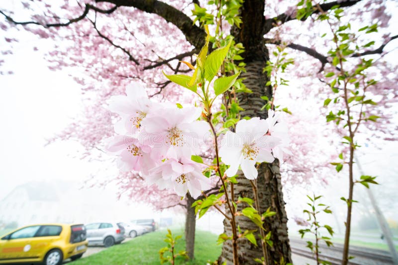 Sakura - Boom in Japan. Bloeiende Bloeibloem Van Kersen in De Tuin ...