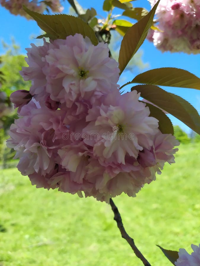 Sakura Branch with Blooming Inflorescence of Delicate Pink Fragrant ...