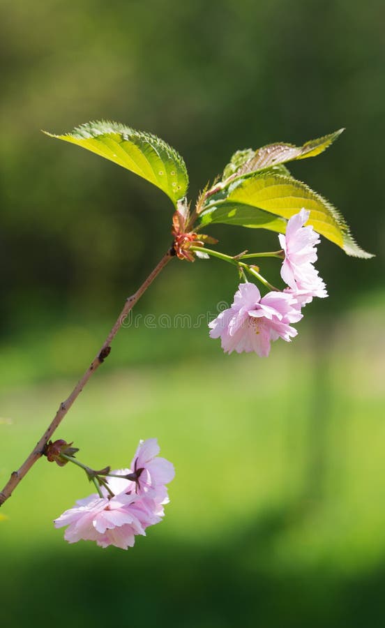 Sakura branch closeup stock image. Image of leaf, beauty - 80300941