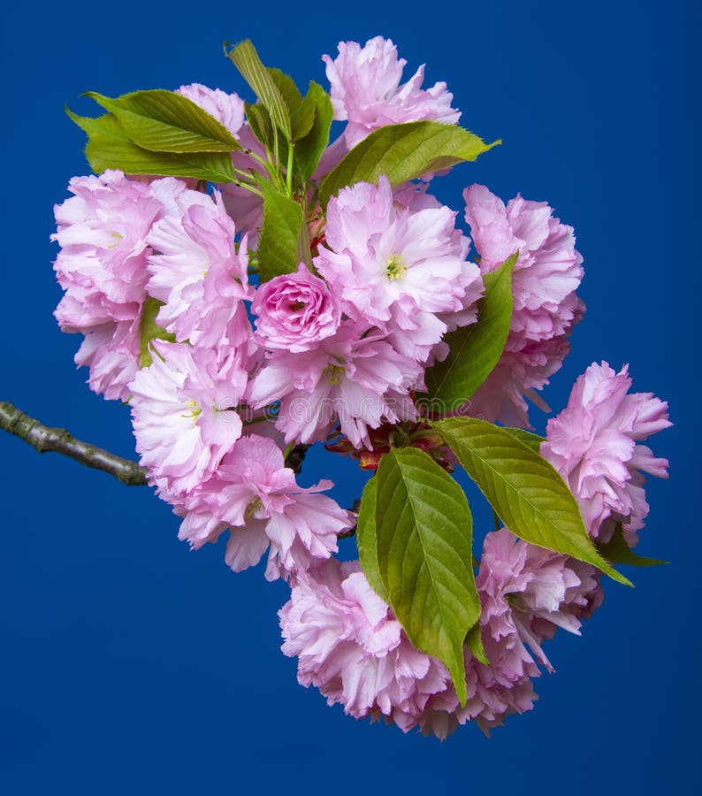 Sakura Branch with Pink Flowers Stock Photo - Image of himalayan, blue ...