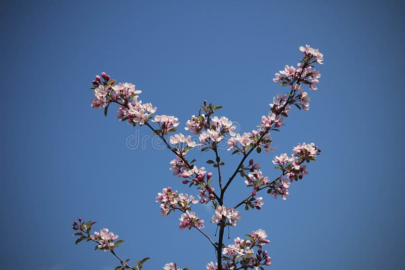Sakura Branch with Pink Flowers Stock Photo - Image of himalayan, blue ...