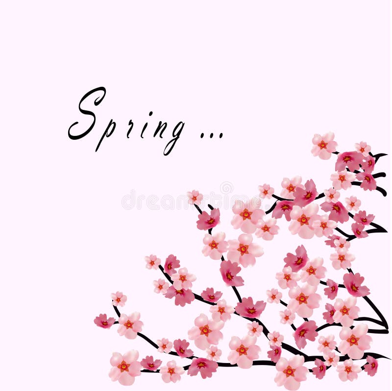 Sakura Branch on the White Background. Word Spring Stock Vector ...