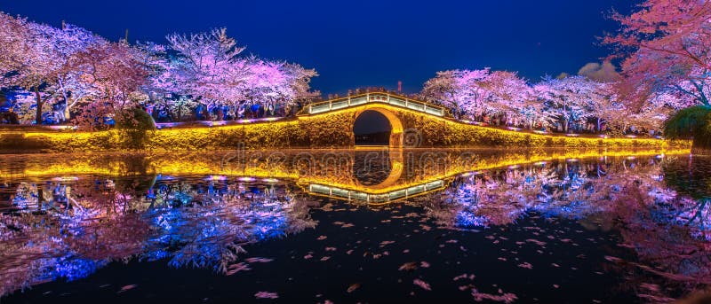 Sakura and bridge stock image. Image of china, changchun - 251499311