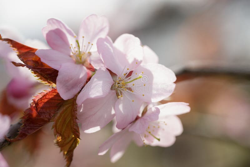 Sakura cherry in bloom stock image. Image of branch, blossoms - 51066795