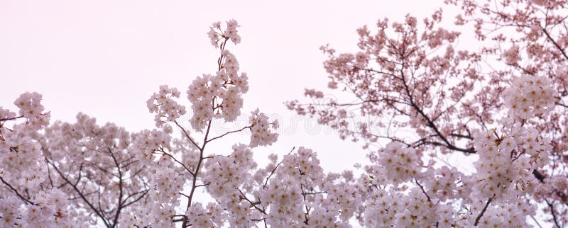 Sakura-Cherry Blossom-banner Size Stock Image - Image of garden ...