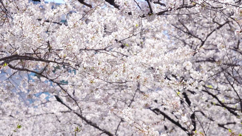 Sakura Cherry Blossom Blowing in the Wind Stock Footage - Video of ...