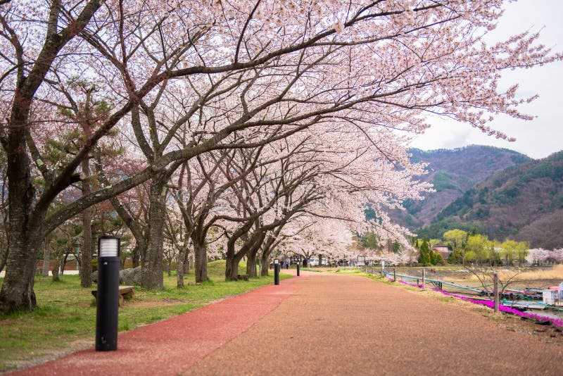 Sakura stock image. Image of bloom, cherrytree, sakura - 30591885