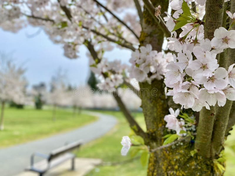 Sakura Cherry Blossom Flower Spring Branch Canada Vancouver Stock Image ...