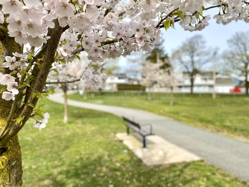 Sakura Cherry Blossom Flower Spring Branch Canada Vancouver Stock Photo ...