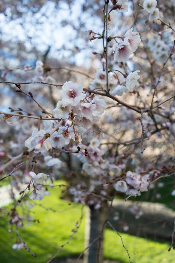 Sakura or Cherry Blossom Flower Tree Full Bloom Sunlit Stock Image ...