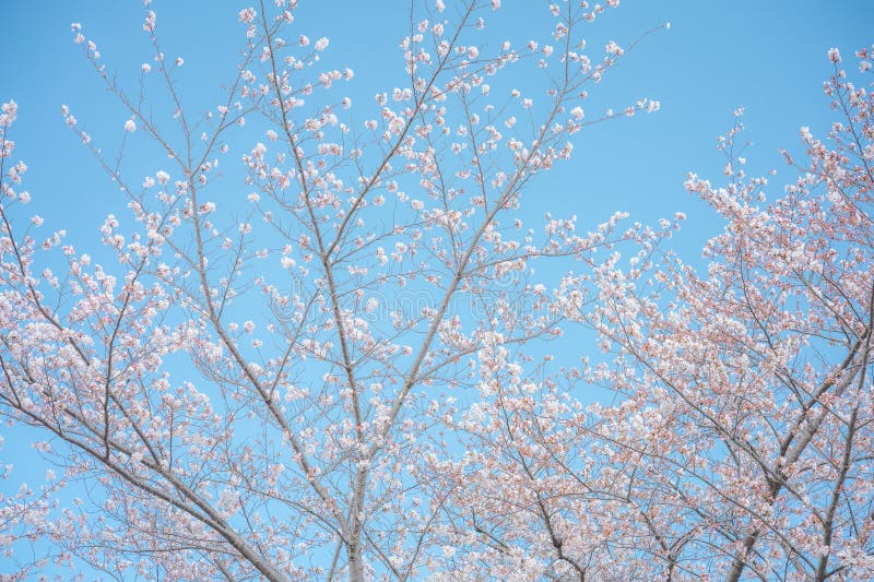 The Sakura Cherry Blossom Season in Japan Stock Image - Image of ...
