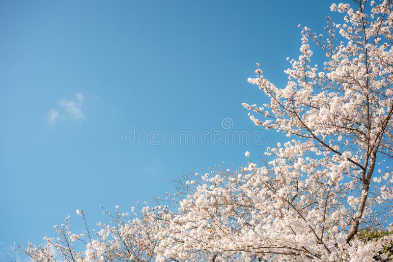 The Sakura Cherry Blossom Season in Japan Stock Photo - Image of ...