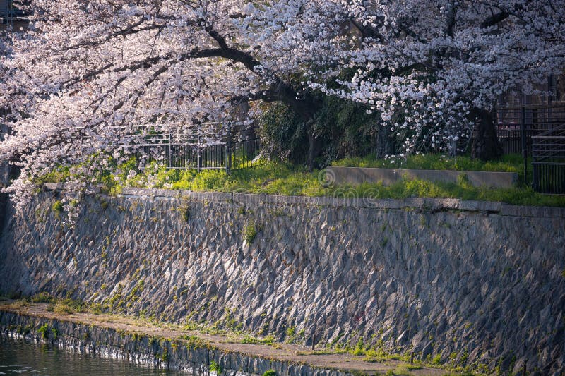 The Sakura Cherry Blossom Season in Japan Stock Image - Image of blue ...