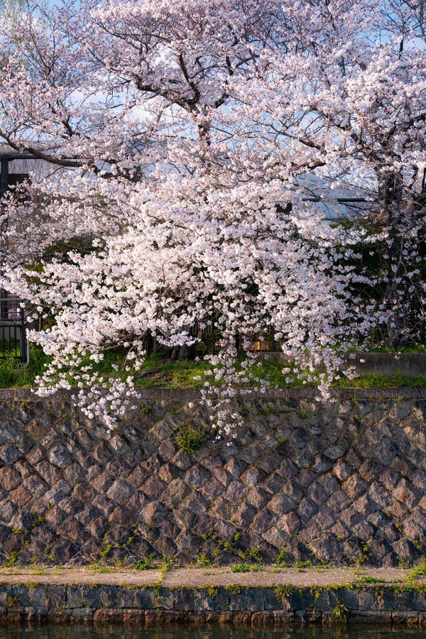 The Sakura Cherry Blossom Season in Japan Stock Image - Image of blue ...