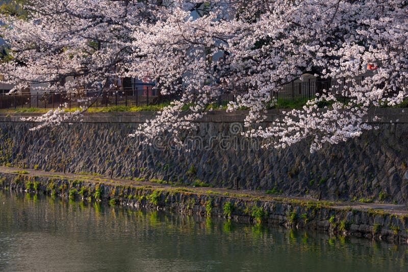 The Sakura Cherry Blossom Season in Japan Stock Image - Image of pink ...