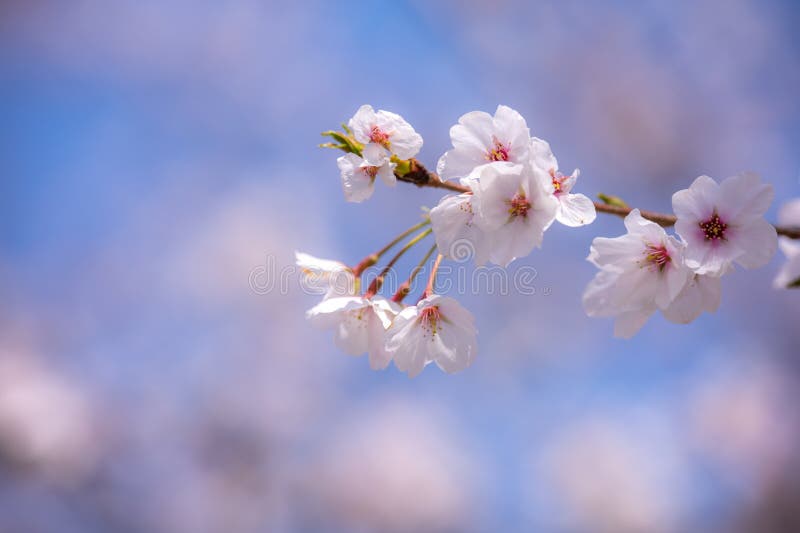 The Sakura Cherry Blossom Season in Japan Stock Photo - Image of garden ...