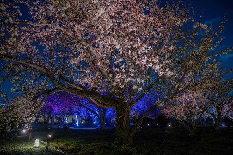 The Sakura Cherry Blossom Tree Lightup in Japan Stock Photo - Image of ...