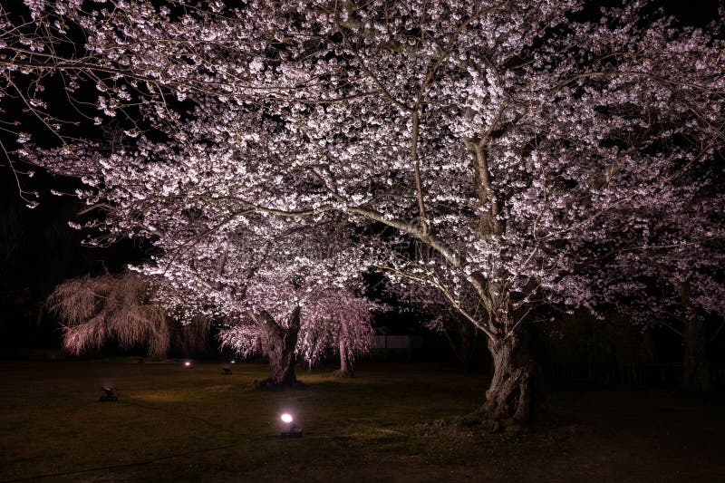 The Sakura Cherry Blossom Tree Lightup in Japan Stock Image - Image of ...