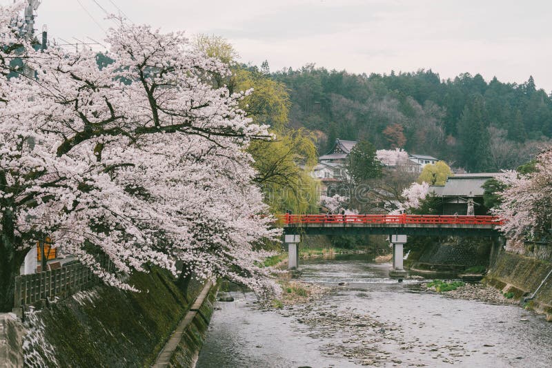 Sakura Cherry Blossom Trees Along Both Side of Miyagawa River in Spring ...
