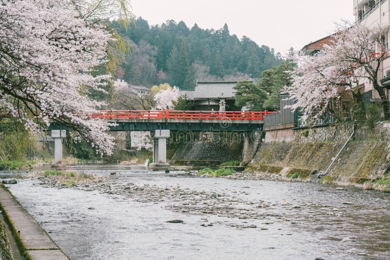 Sakura Cherry Blossom Trees Along Both Side of Miyagawa River in Spring ...