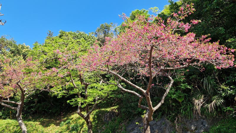 Sakura Cherry Blossom Trees in Okinawa Stock Image - Image of green ...