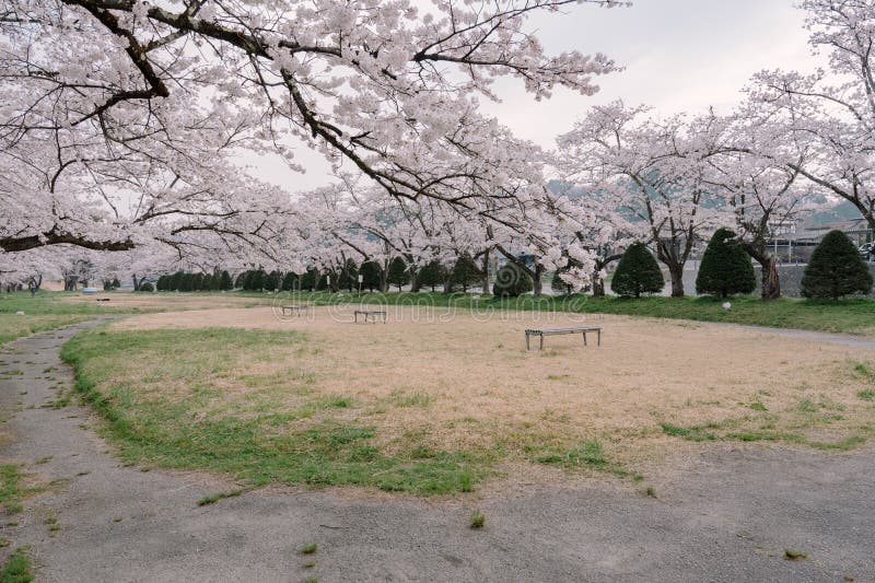Sakura Cherry Blossoms Blooming in Miyagawa Ryokuchi Park Stock Photo ...