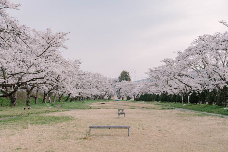 Sakura Cherry Blossoms Blooming in Miyagawa Ryokuchi Park Stock Photo ...