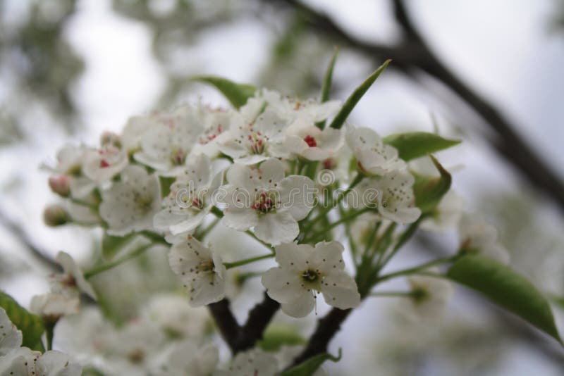 Treesnmacro Stock Photos - Free & Royalty-Free Stock Photos from Dreamstime