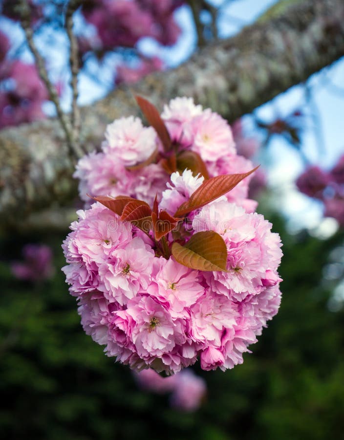 Sakura Cherry Blossoms Tree in Full Bloom Stock Image - Image of pink ...