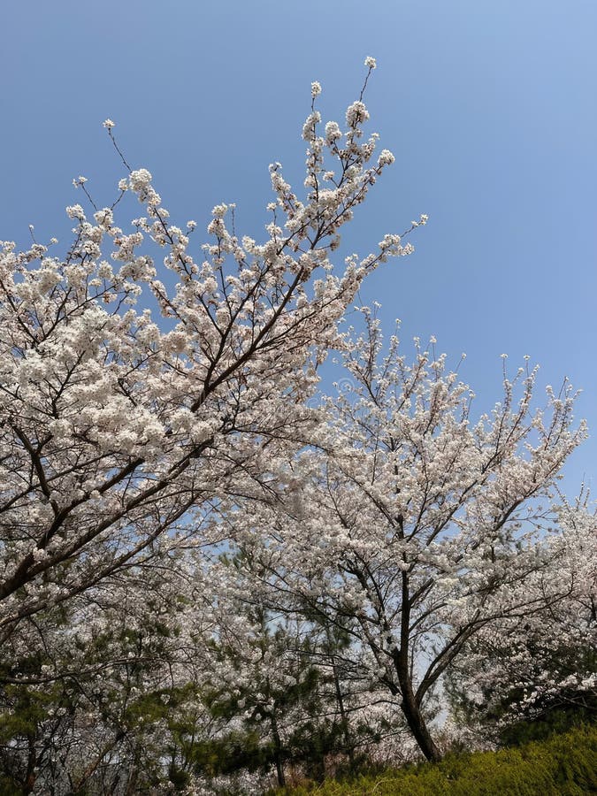 Sakura Cherry Blossoms on the Tree Under Blue Sky, Beautiful Cherry ...