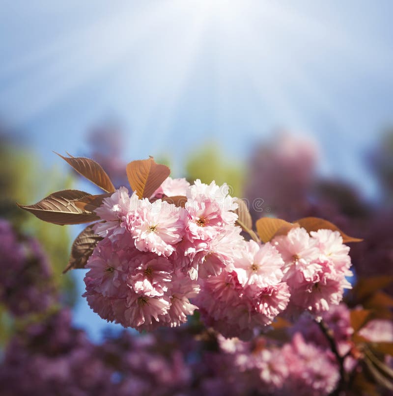 Sakura cherry flower stock image. Image of natural, closeup - 53646043