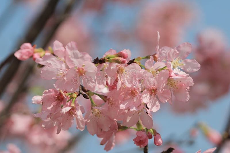 Sakura cherry stock photo. Image of plant, cherry, herbal - 97290772