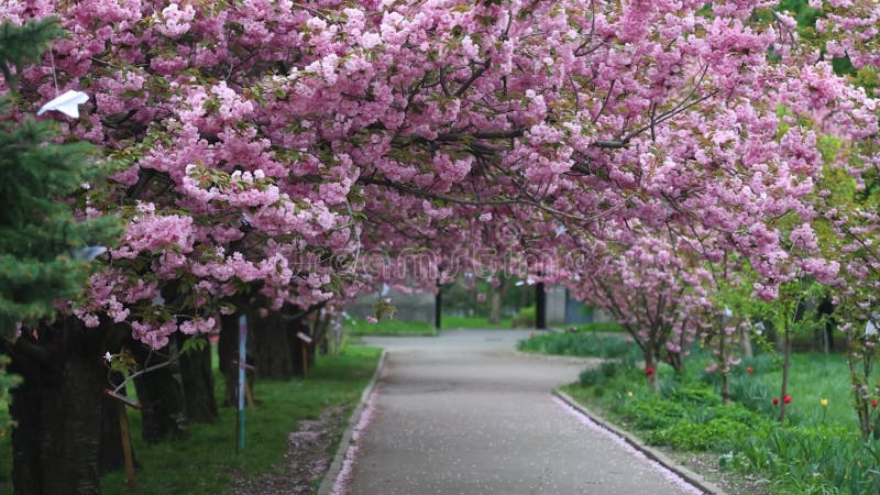 Sakura Cherry Tree Flowers on a Wind Stock Video - Video of natural ...