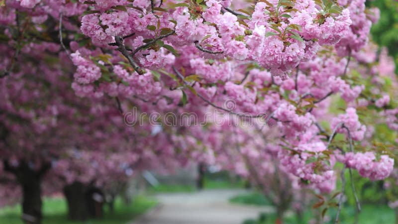 Sakura Cherry Tree Flowers on a Wind Stock Video - Video of pink ...