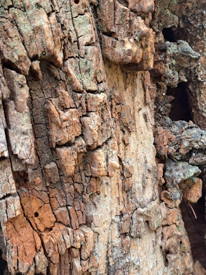 Sakura cherry tree trunk stock photo. Image of sakura - 273896616