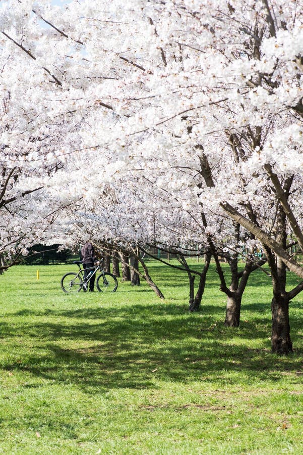 Sakura Cherry Trees in Full Blooming Stock Photo - Image of freshness ...