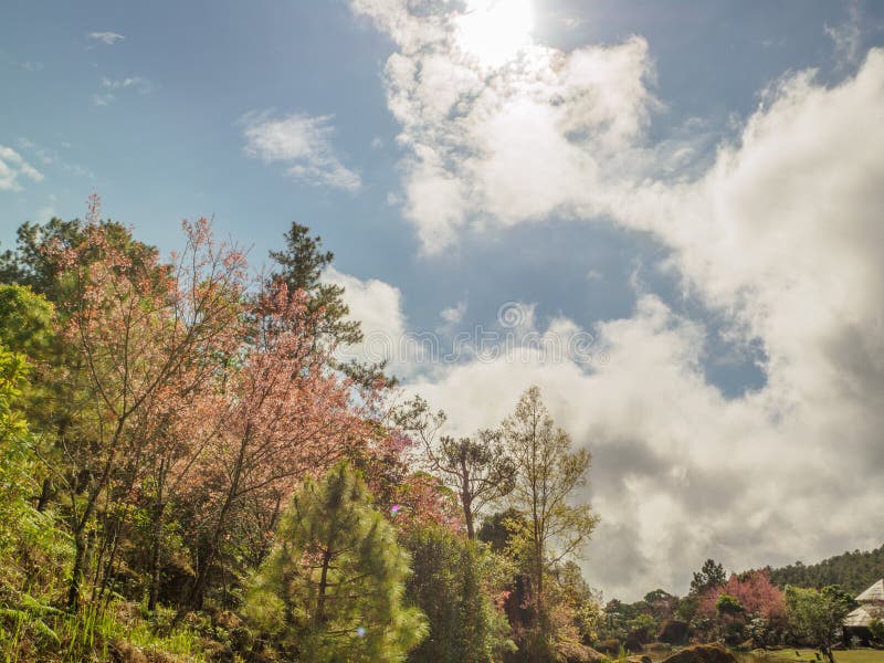 Sakura cloud stock photo. Image of beautiful, clouds - 84820602