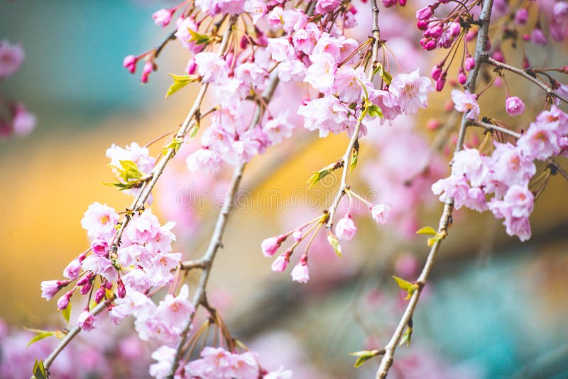 Sakura in colors stock image. Image of plant, fresh - 144066269