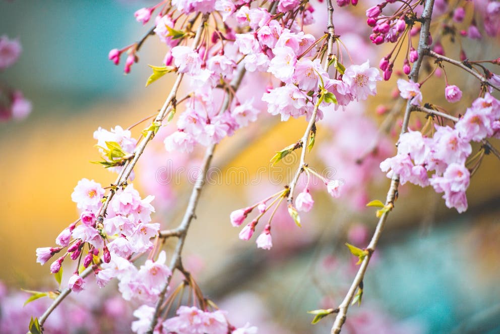 Sakura in colors stock image. Image of plant, fresh - 144066269
