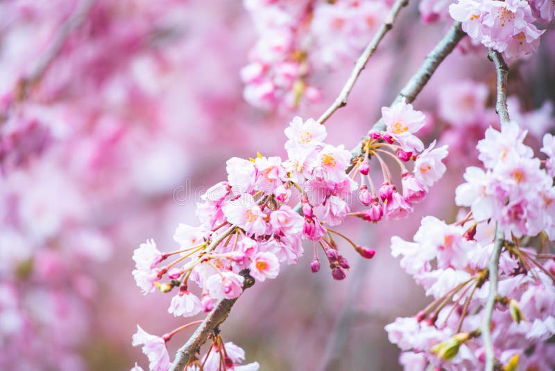 Sakura in colors stock image. Image of season, blossom - 144066267