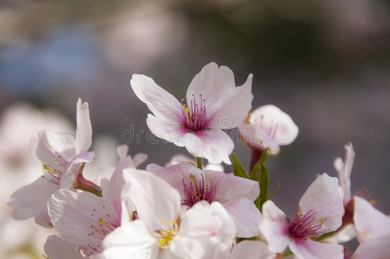Sakura 2 stock image. Image of look, pink, beauty, deer - 90661443